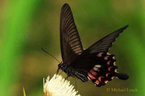 The Children's Butterfly Site