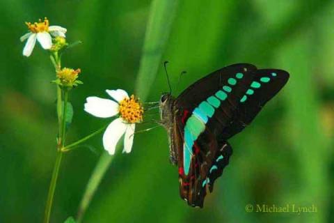 The Children's Butterfly Site