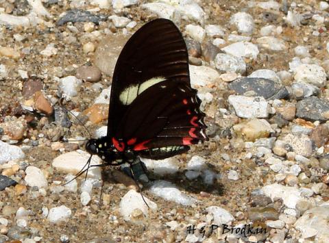The Children's Butterfly Site
