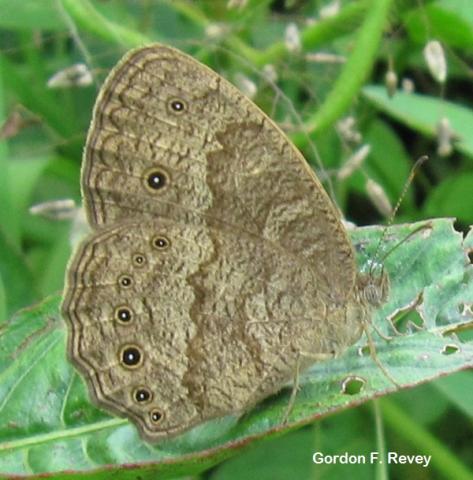 Do butterflies have brains and hearts? | The Children's Butterfly Site