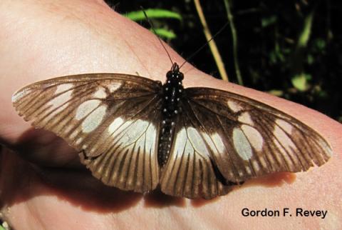 Life Cycle Questions | The Children's Butterfly Site