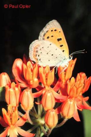 Are butterflies poisonous? | The Children's Butterfly Site