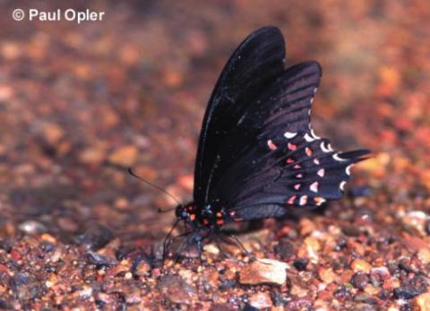 The Children's Butterfly Site