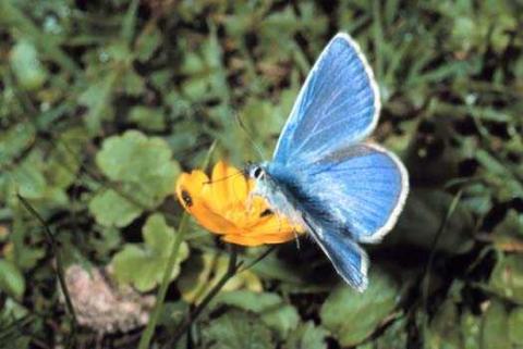 The Children's Butterfly Site