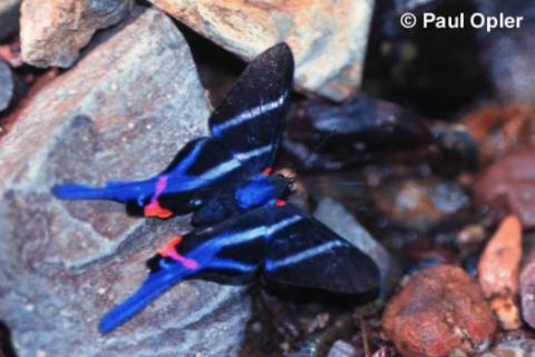The Children's Butterfly Site