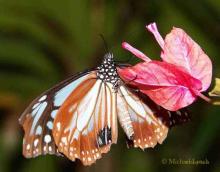 The Children's Butterfly Site