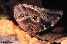 The Children's Butterfly Site